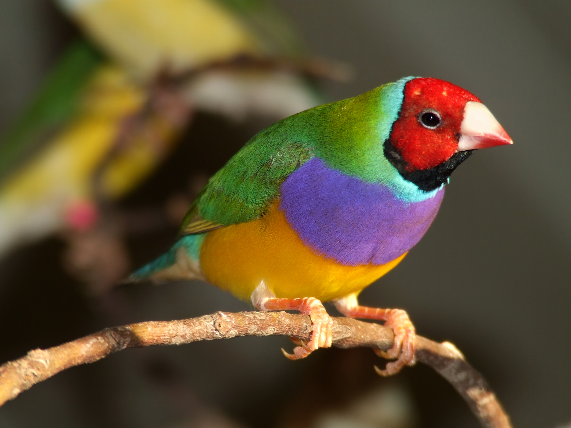 10 of the world’s most colorful animals - Earth.com