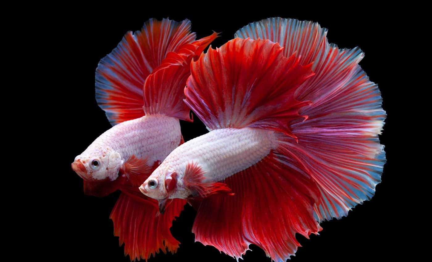 Fighting fish synchronize their behavior and brain activity - Earth.com