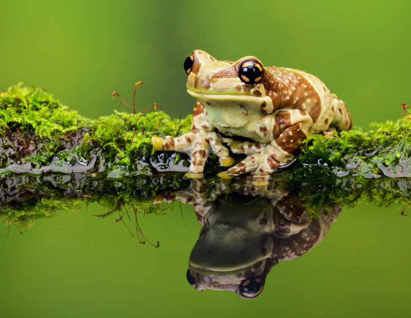 Climate change makes wood frogs vulnerable to salt pollution - Earth.com