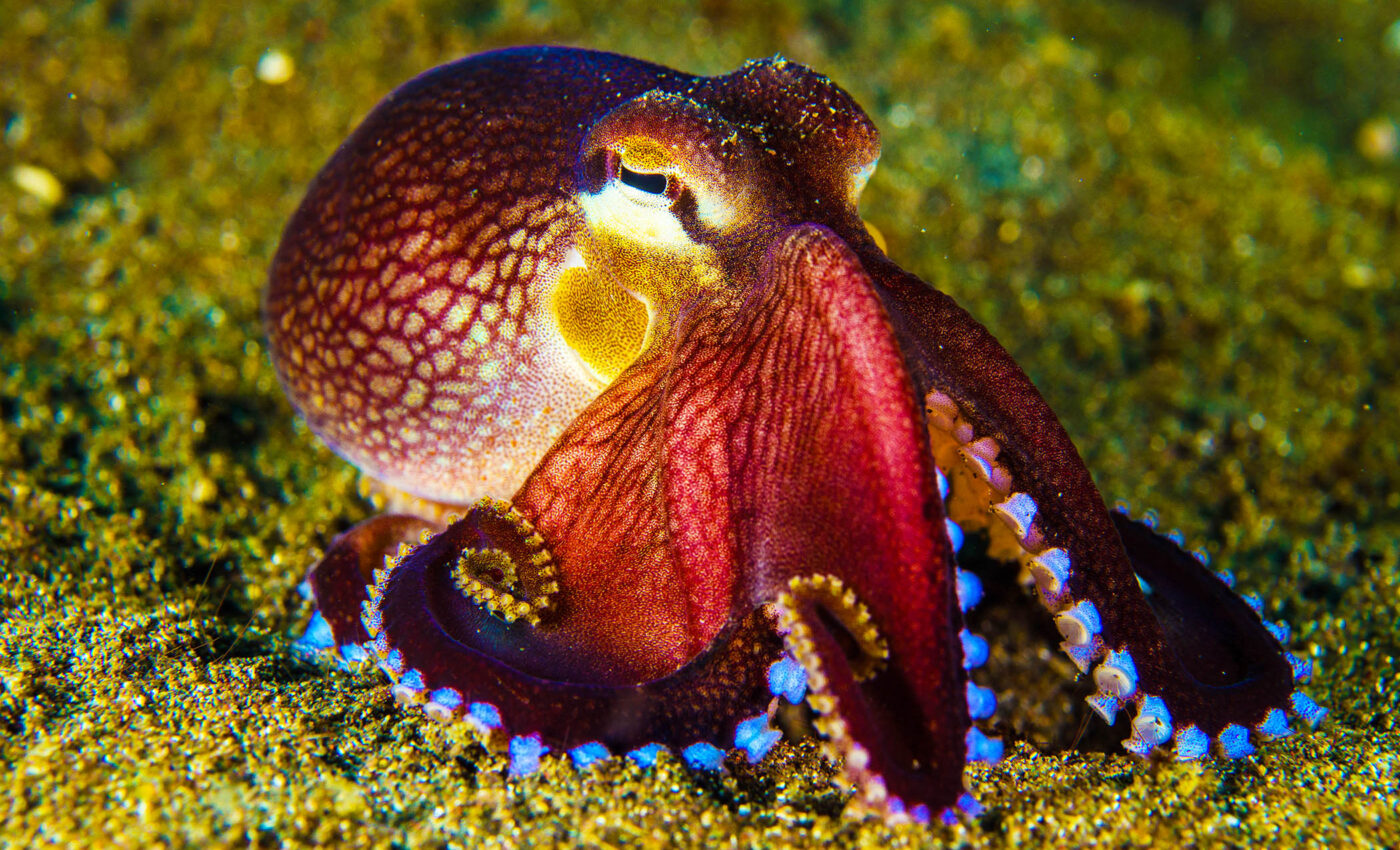 Do octopuses dream? A recent study shows octopuses sleep is very similar to humans - Earth.com