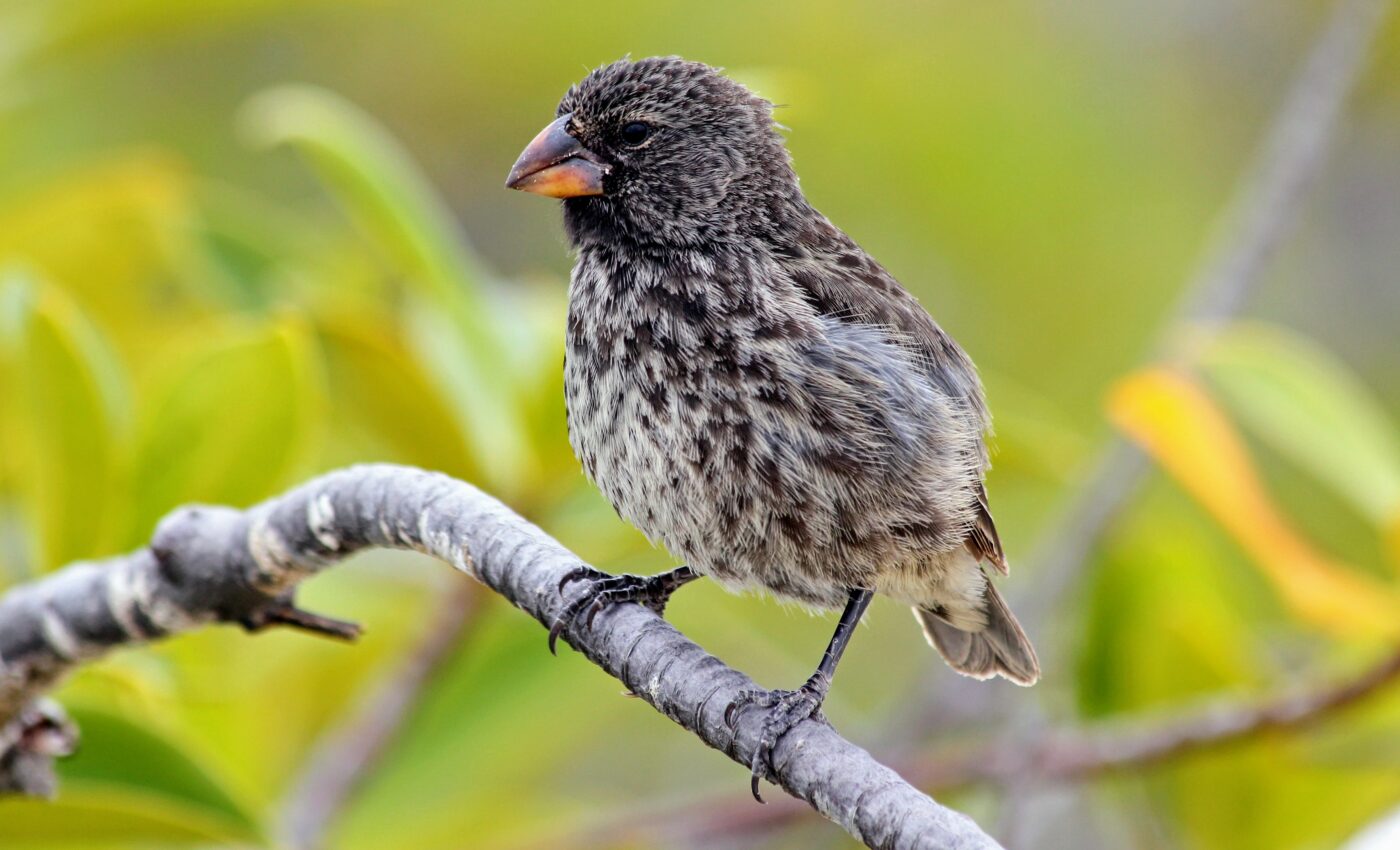 Darwin's finches: How one species becomes many - Earth.com