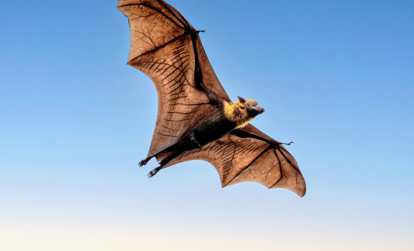 International Bat Appreciation Day: The crucial role of bats - Earth.com