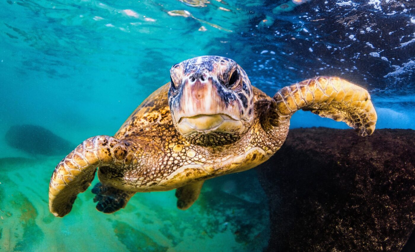 World Turtle Day: Protecting turtles and tortoises - Earth.com