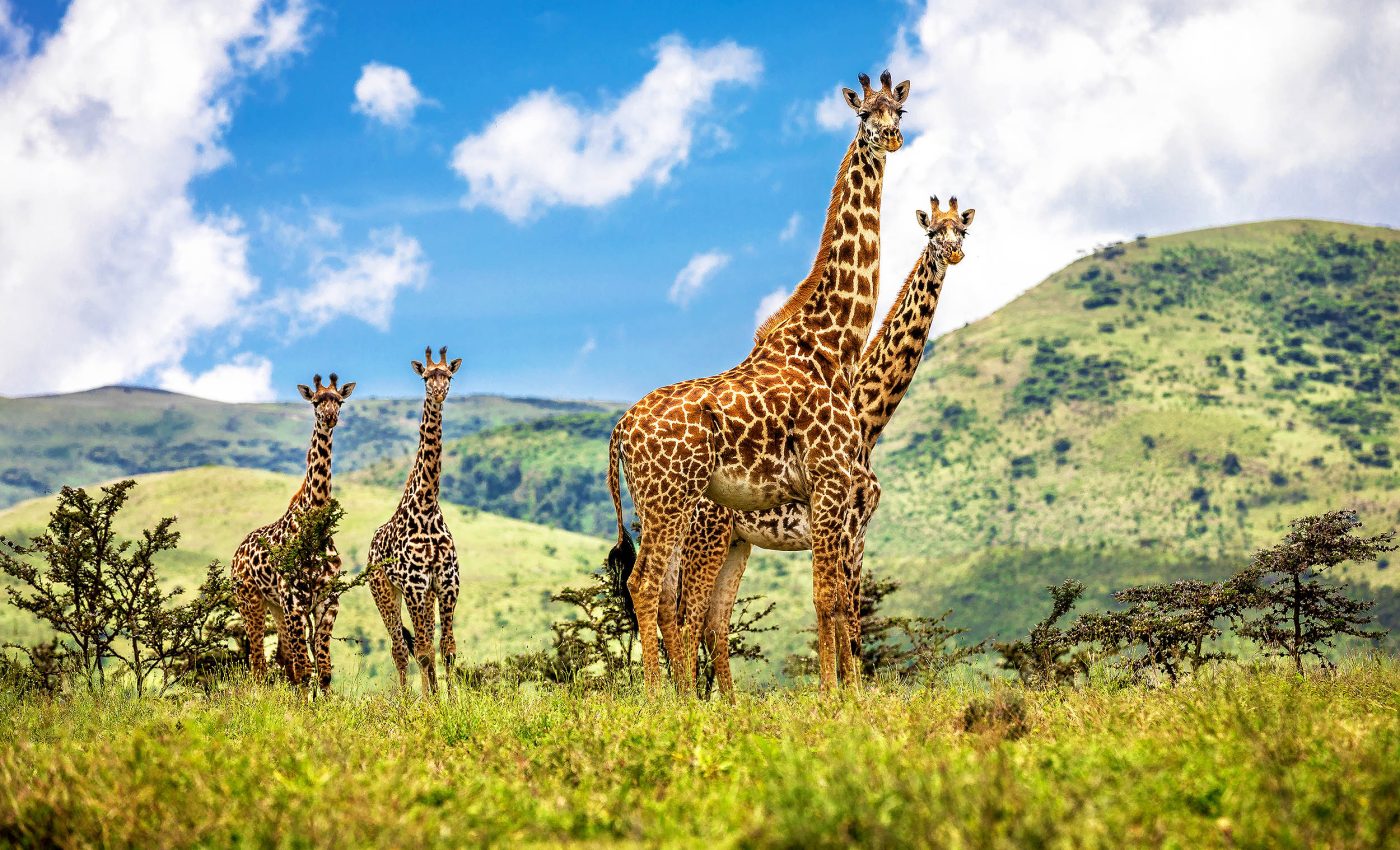 World giraffe day 2024: A towering celebration of the gentle giants - Earth.com