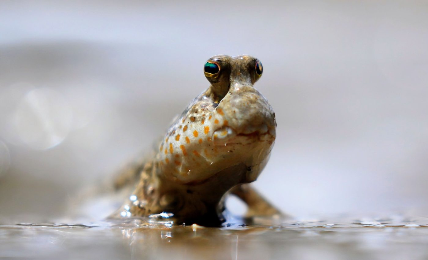 Bizarre fish can walk and thrive on land - Earth.com