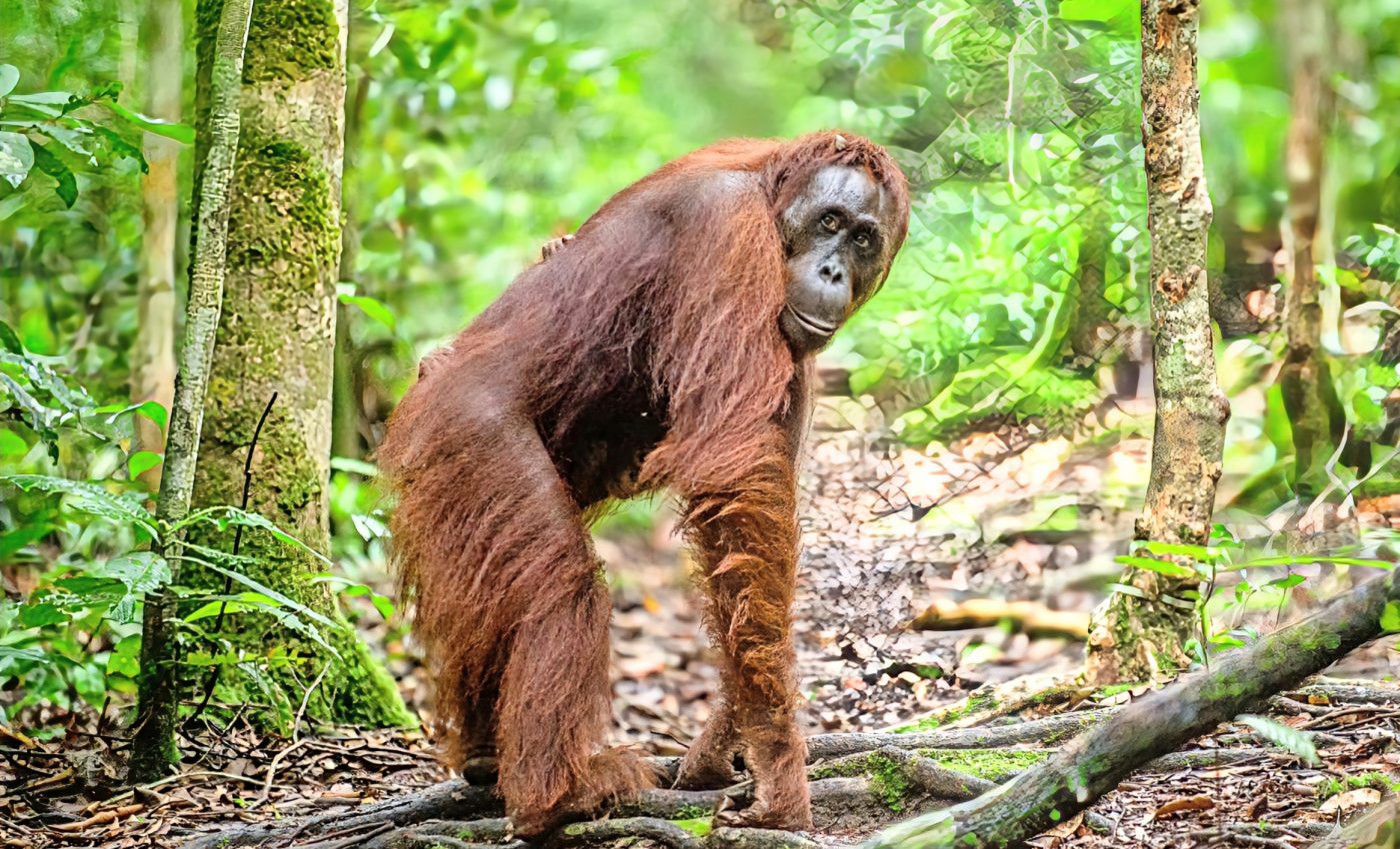 International Orangutan Day: Protecting the 'people of the forest ...
