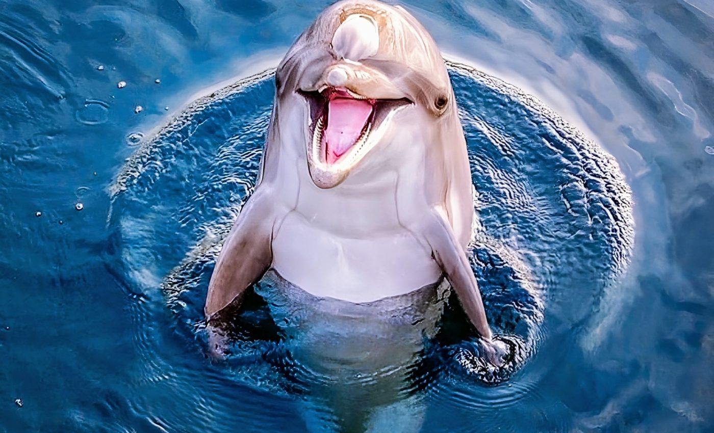 Dolphins 'smile' at each other when they play to avoid confusion - Earth.com
