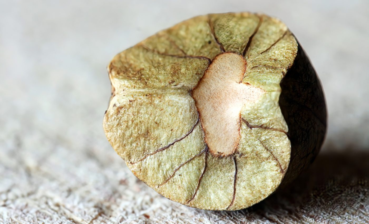 What makes Mexican jumping beans jump? - Earth.com