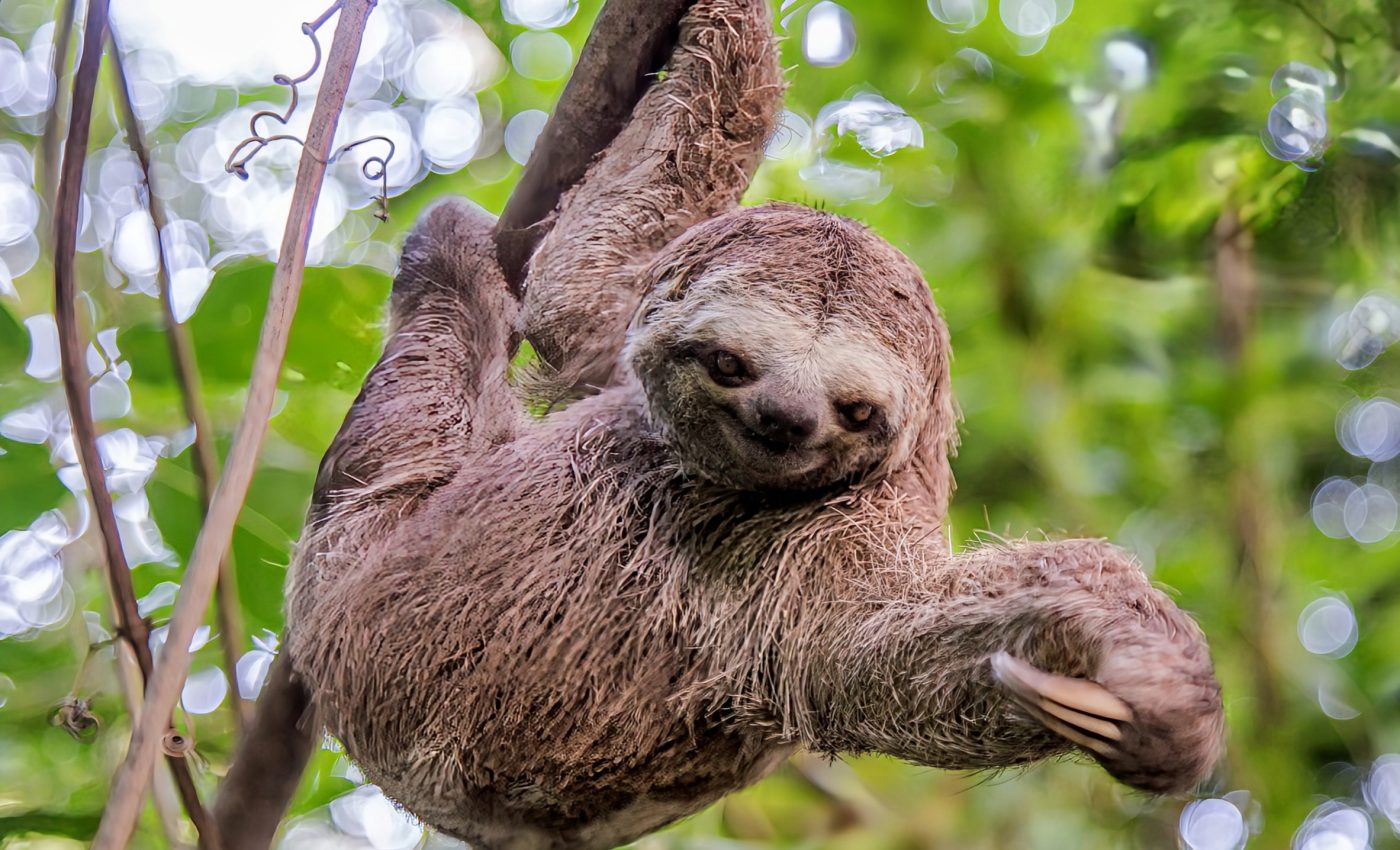 International Sloth Day 2024: Embracing a slower pace of life - Earth.com