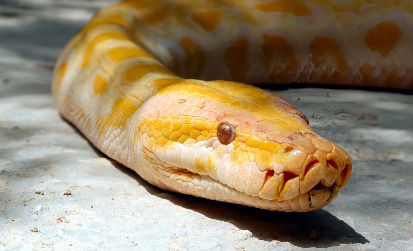 Burmese pythons are eating larger animals whole - Earth.com