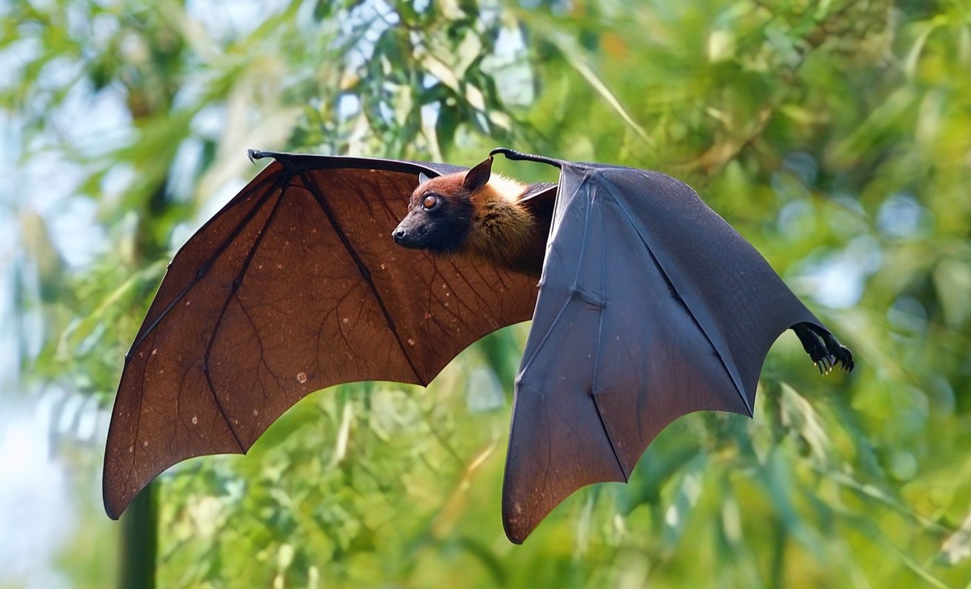Bats have acoustic mental maps to navigate total darkness - Earth.com