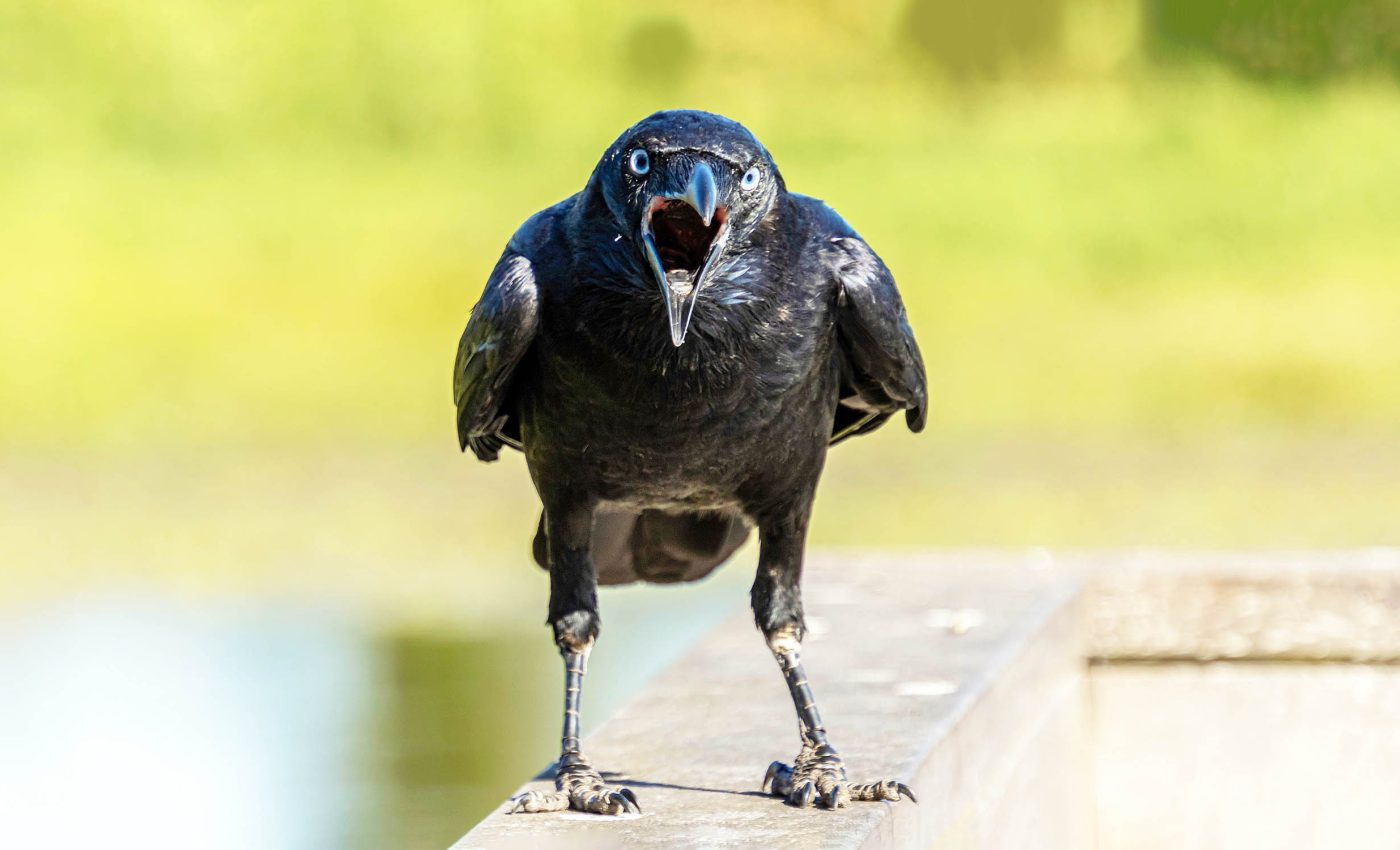Crows can hold grudges against certain humans for up to 17 years ...