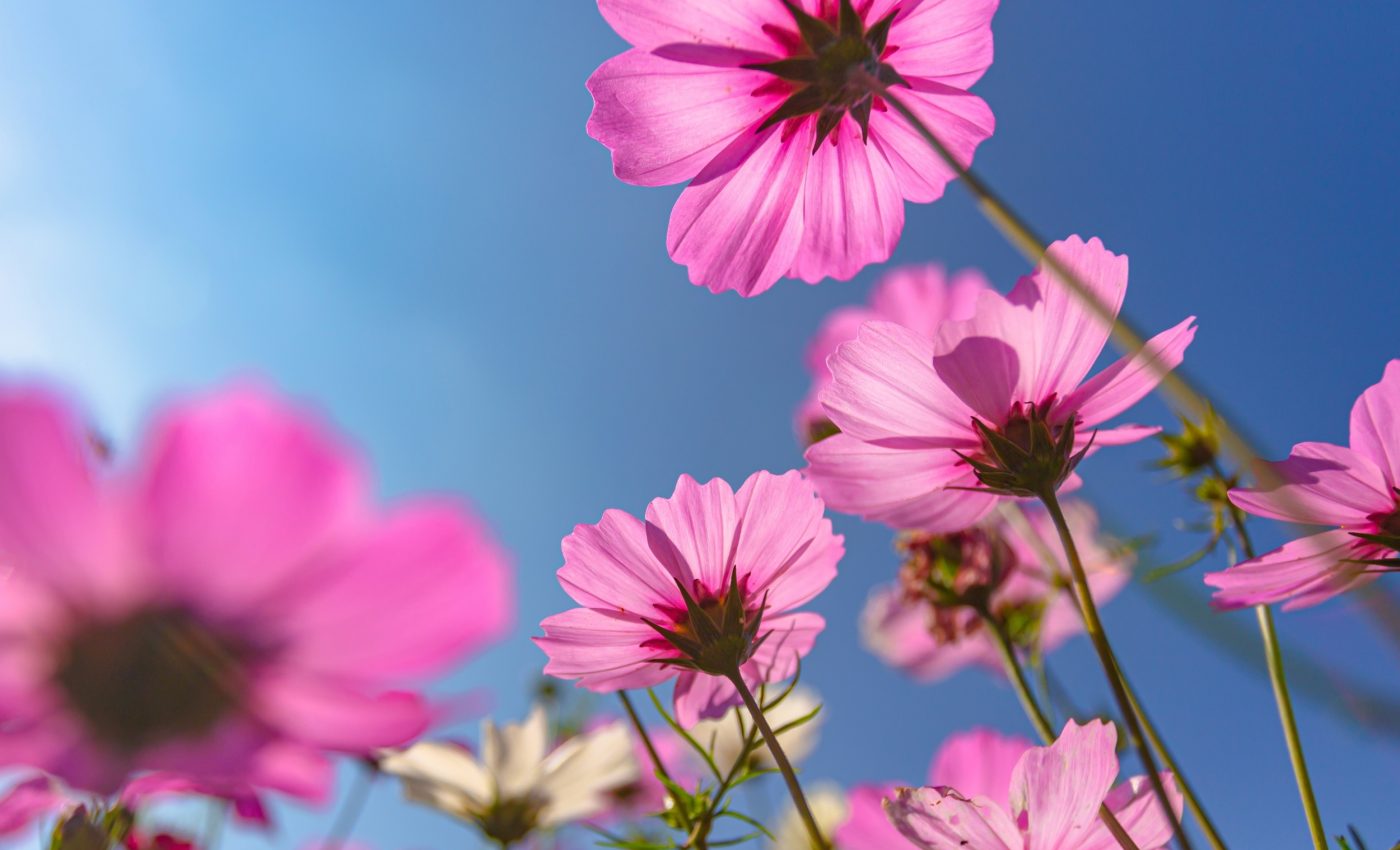 Flowering plants appeared two million years earlier than we thought ...