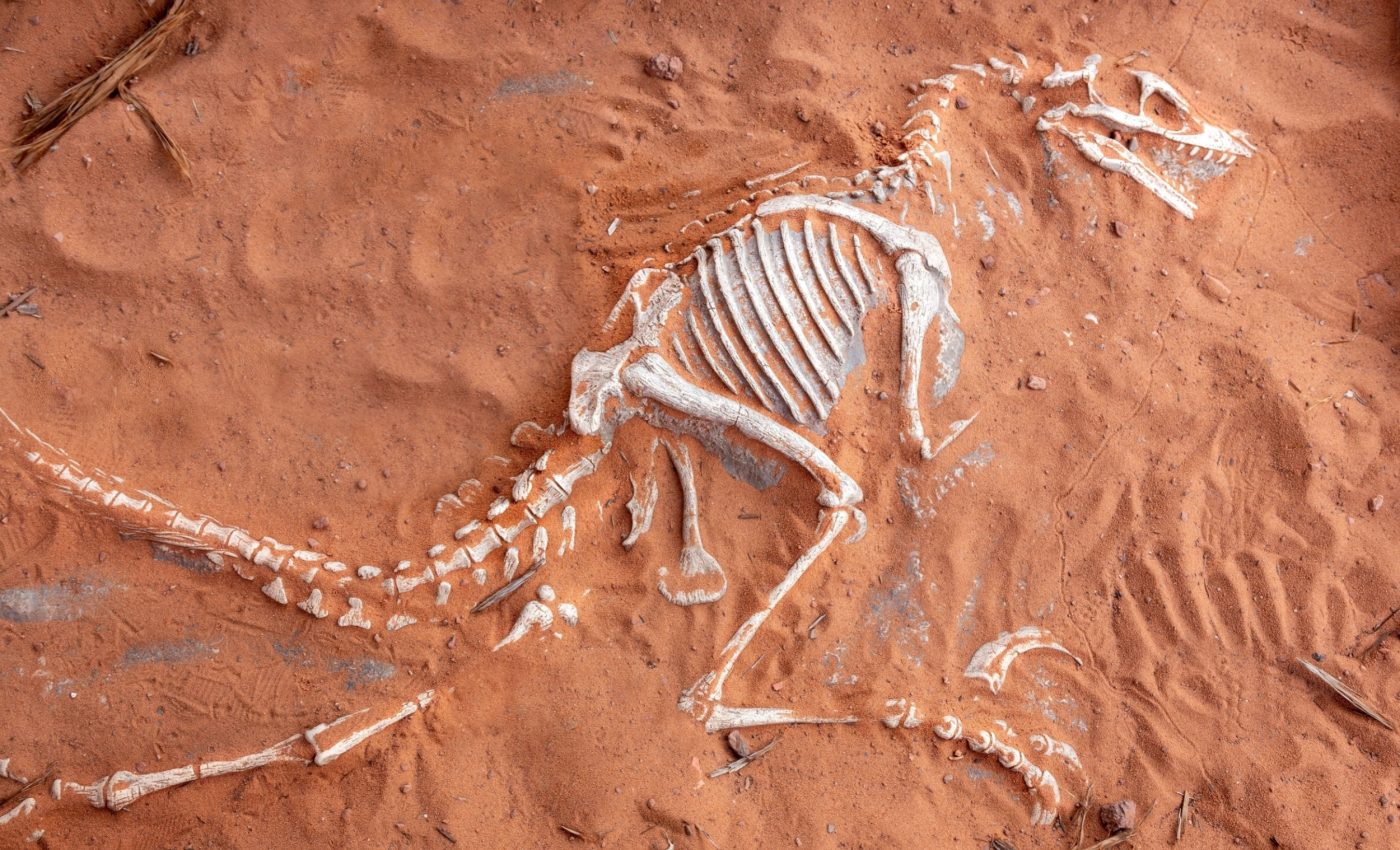 What fossils tell us about life after mass extinction - Earth.com
