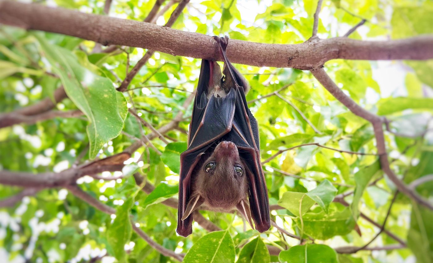 Bats don't get cancer, now scientists think they know the reason - Earth.com