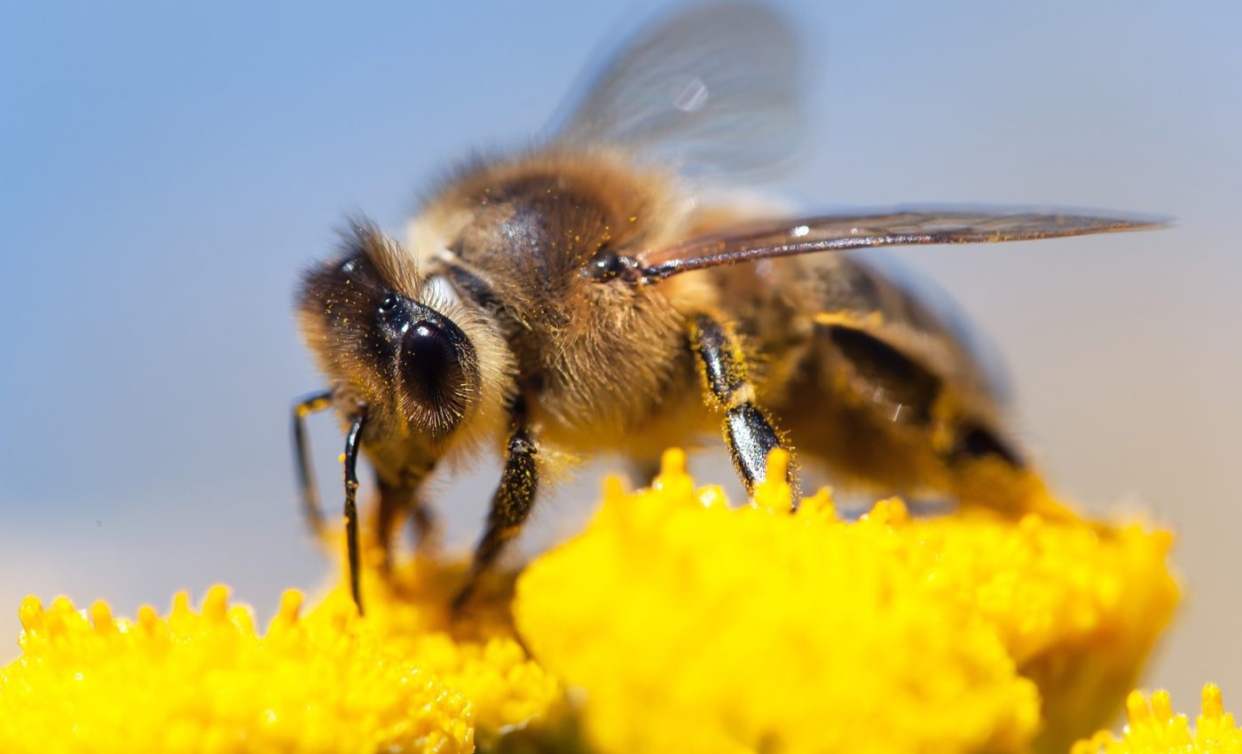 Honey bee invasion: A growing threat to native pollinators - Earth.com