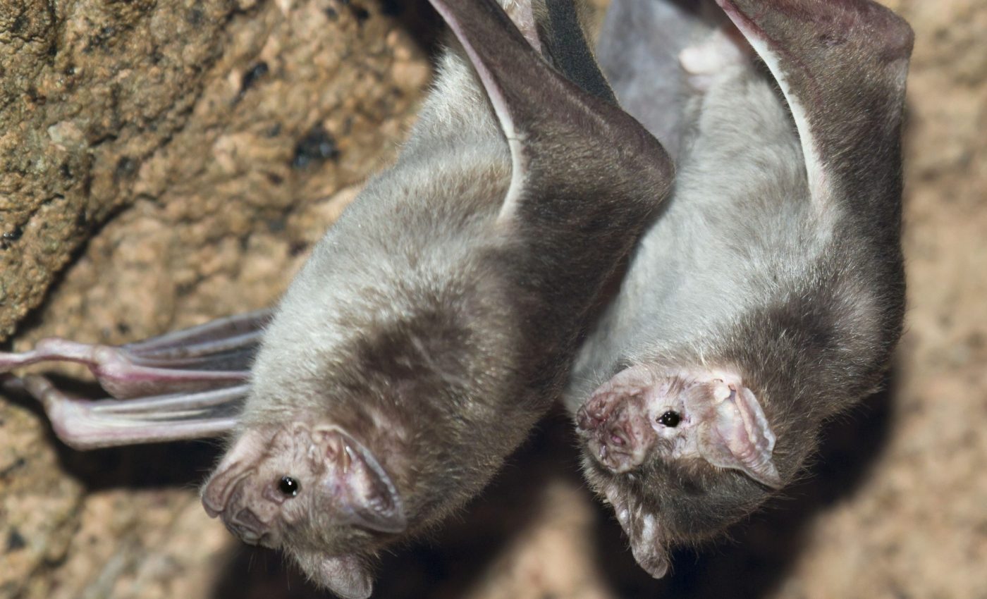 Spectral bats lead social lives with hugs, play, and food sharing - Earth.com